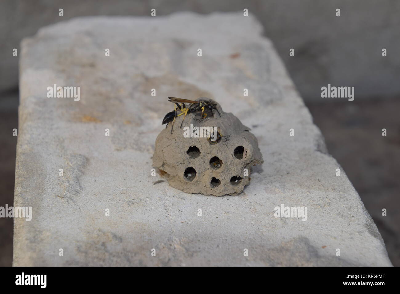 Break a hornet's nest of clay Stock Photo - Alamy