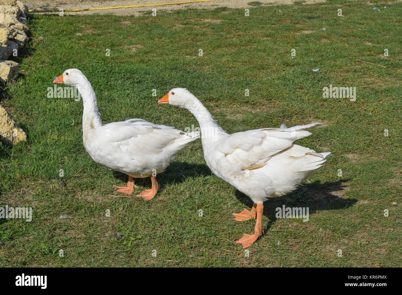 Two white goose on the grass Stock Photo - Alamy