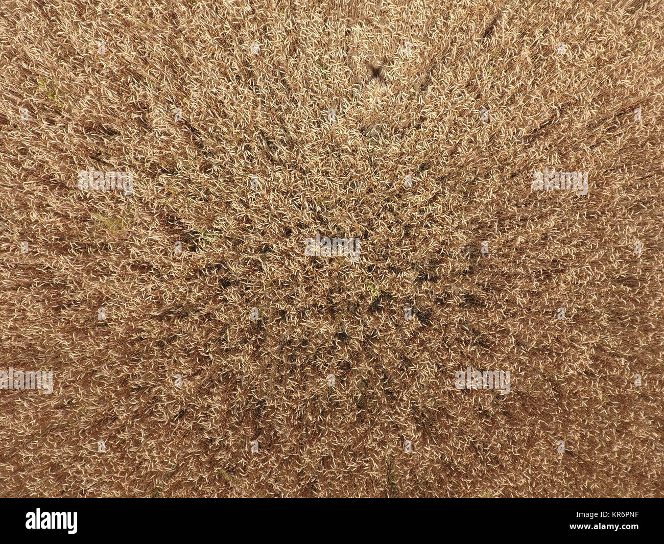 field of wheat, a top view Stock Photo - Alamy