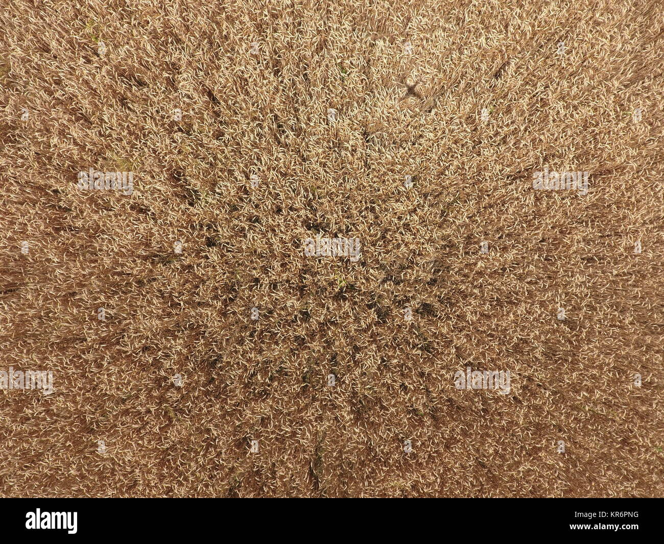field of wheat, a top view Stock Photo - Alamy