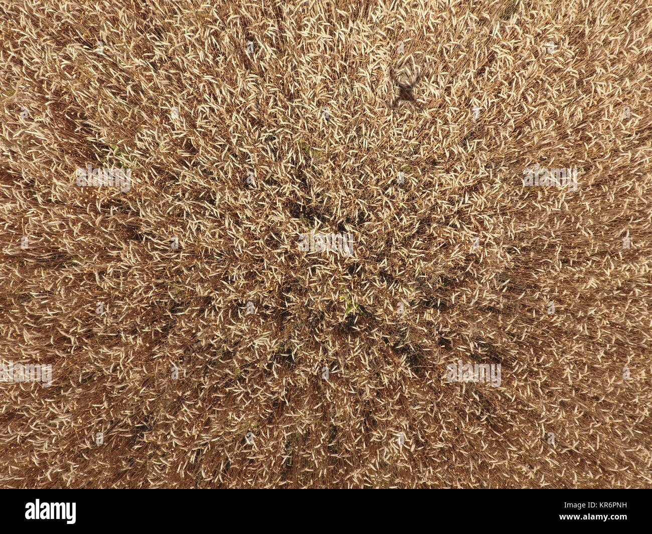 field of wheat, a top view Stock Photo - Alamy