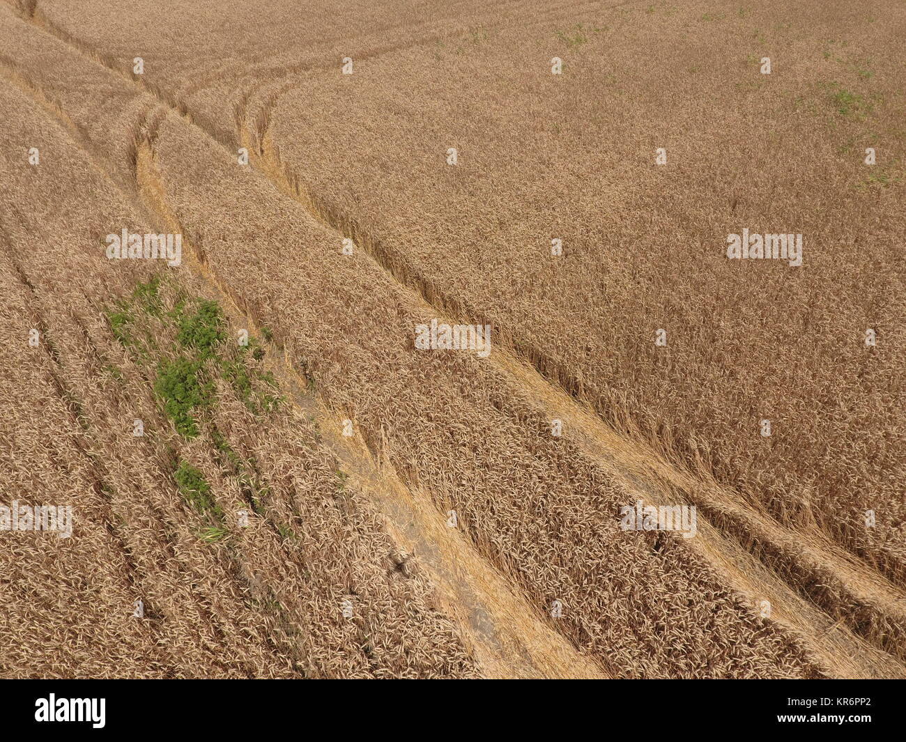 field of wheat, a top view Stock Photo - Alamy