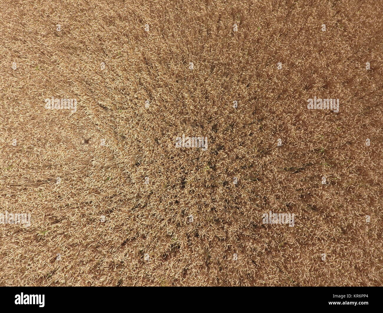 field of wheat, a top view Stock Photo - Alamy