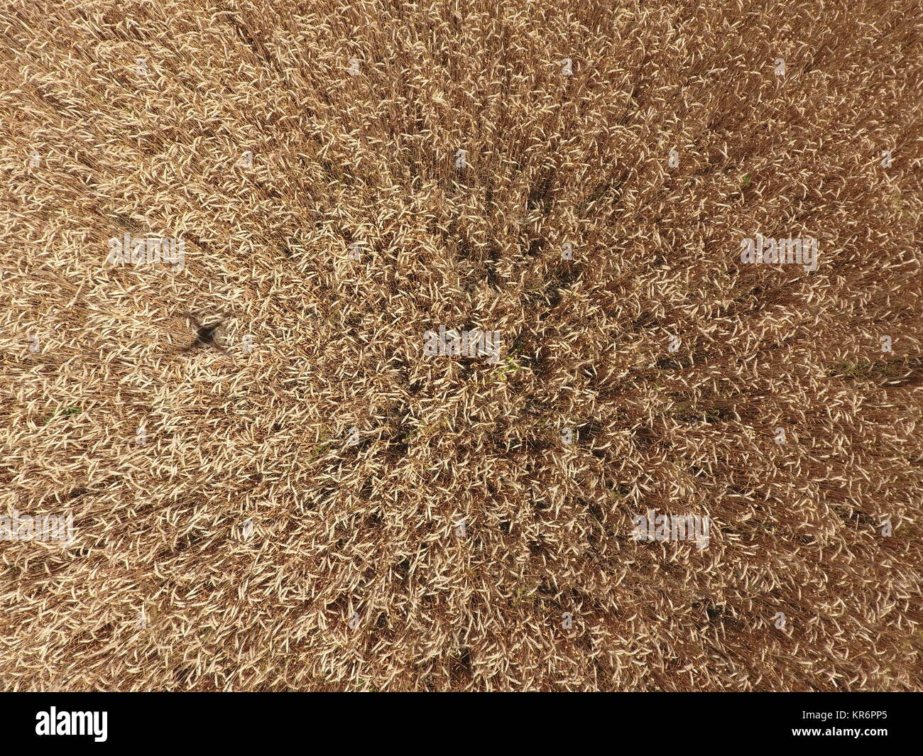 field of wheat, a top view Stock Photo - Alamy