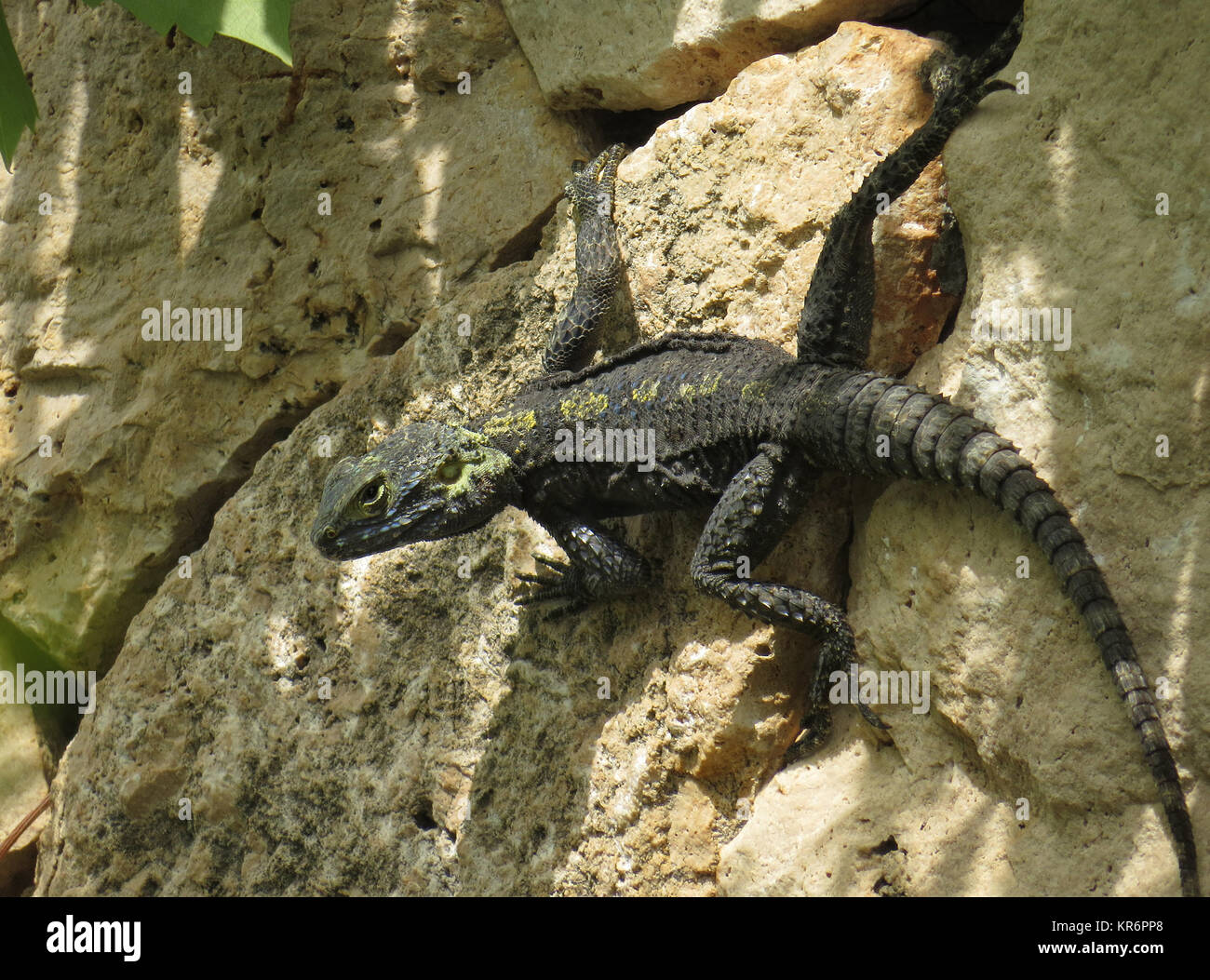 hardun,spin tail stellagama stellio stellio,starred agama,lizard,turkey ...