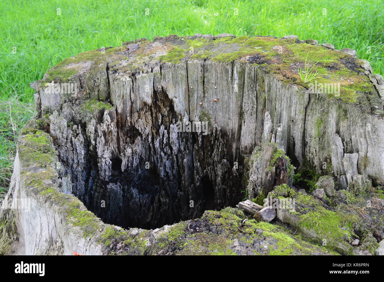 one of felled tree trunk Stock Photo - Alamy