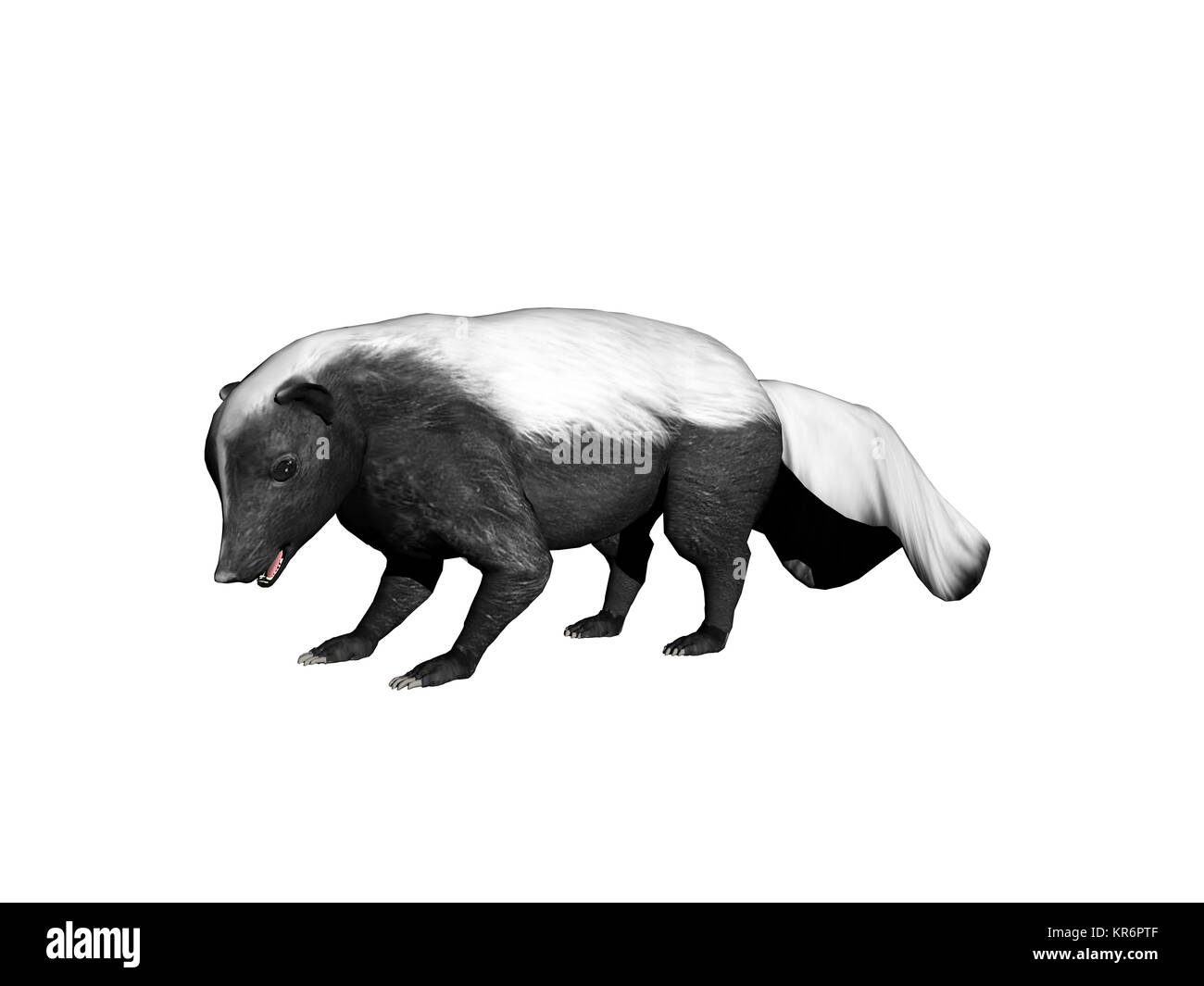 skunk skunk free Stock Photo - Alamy