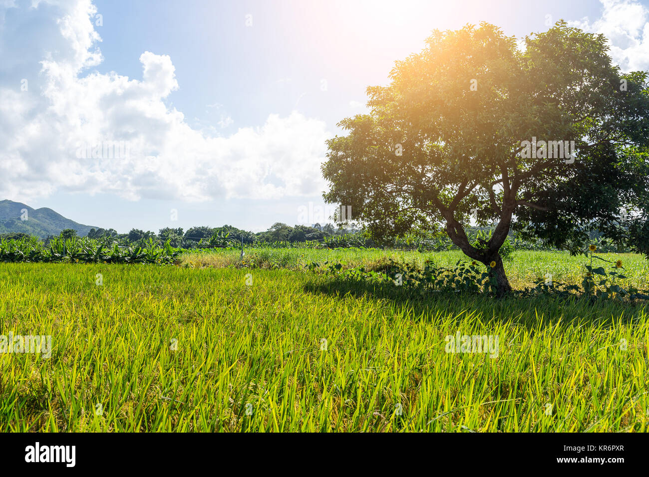 Rice field and sun flare Stock Photo - Alamy