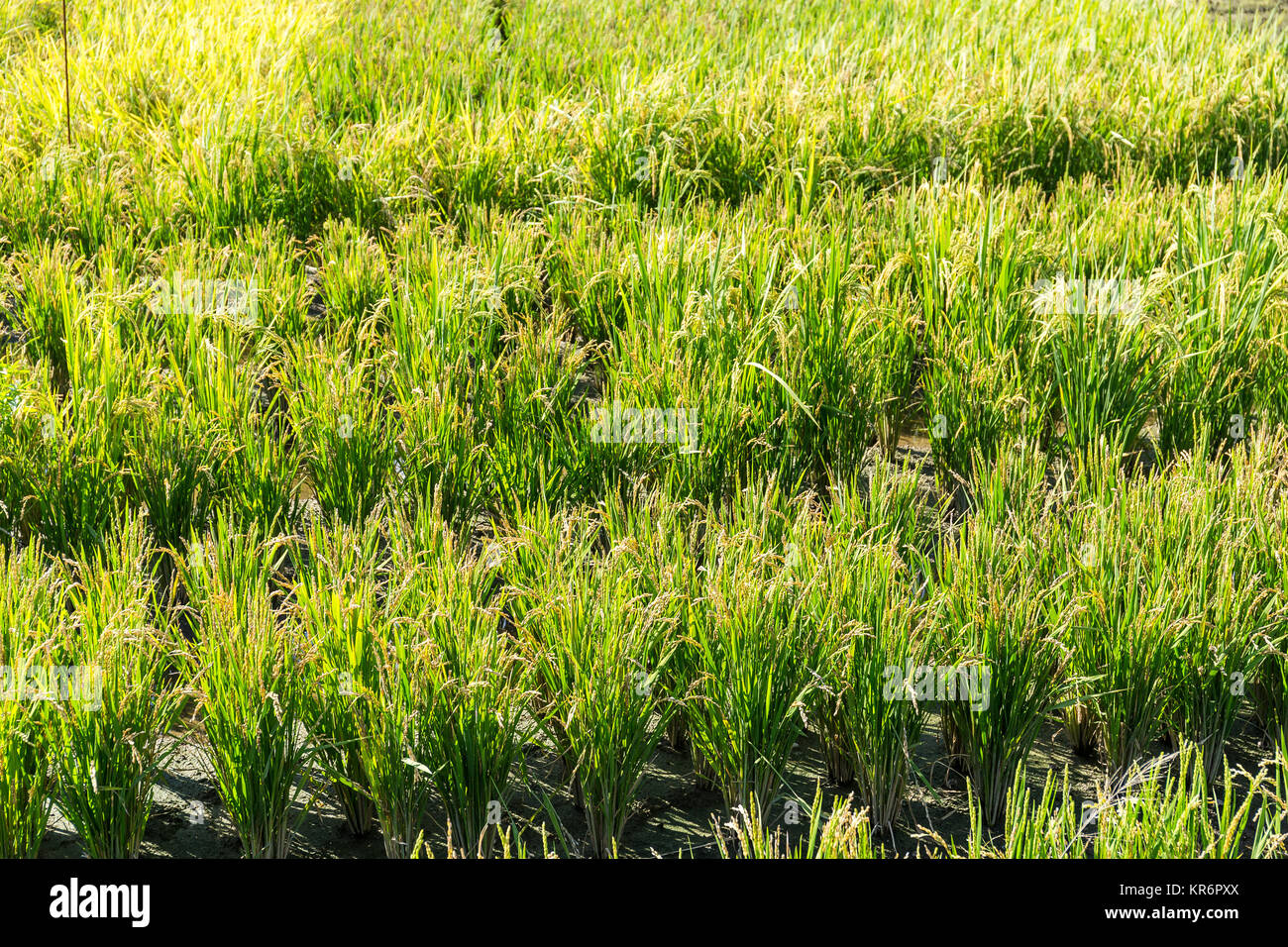 Paddy Rice field Stock Photo - Alamy