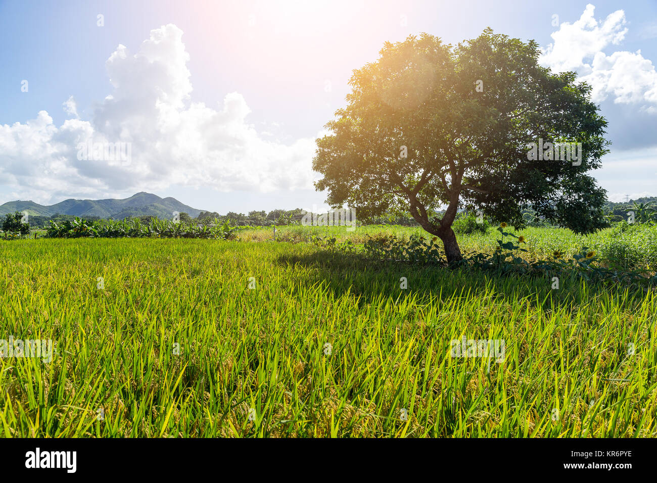 Paddy rice meadow and tree Stock Photo - Alamy