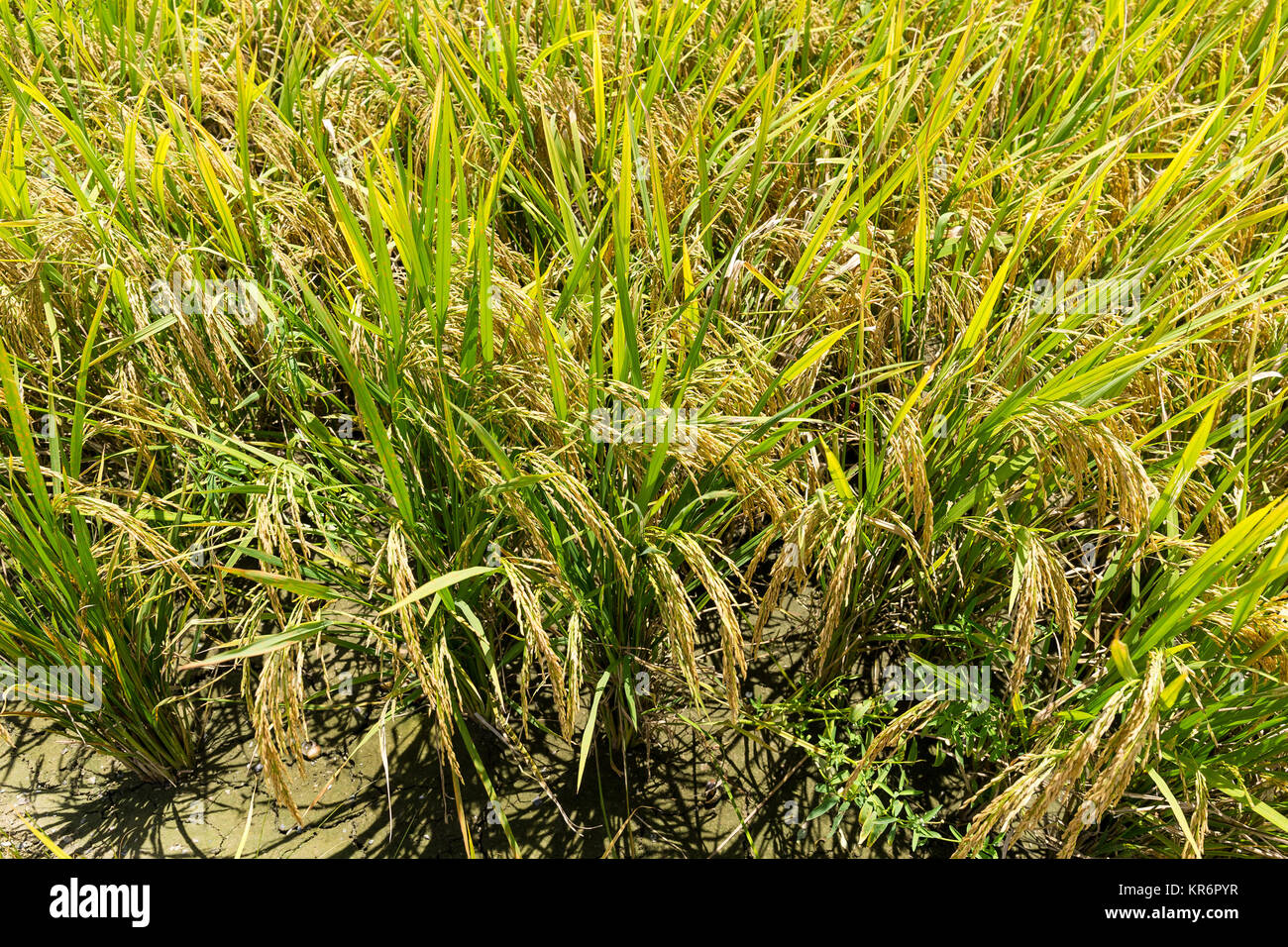 Paddy rice field Stock Photo - Alamy