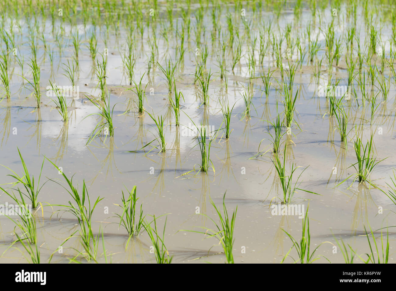 Planting Rice field Stock Photo - Alamy