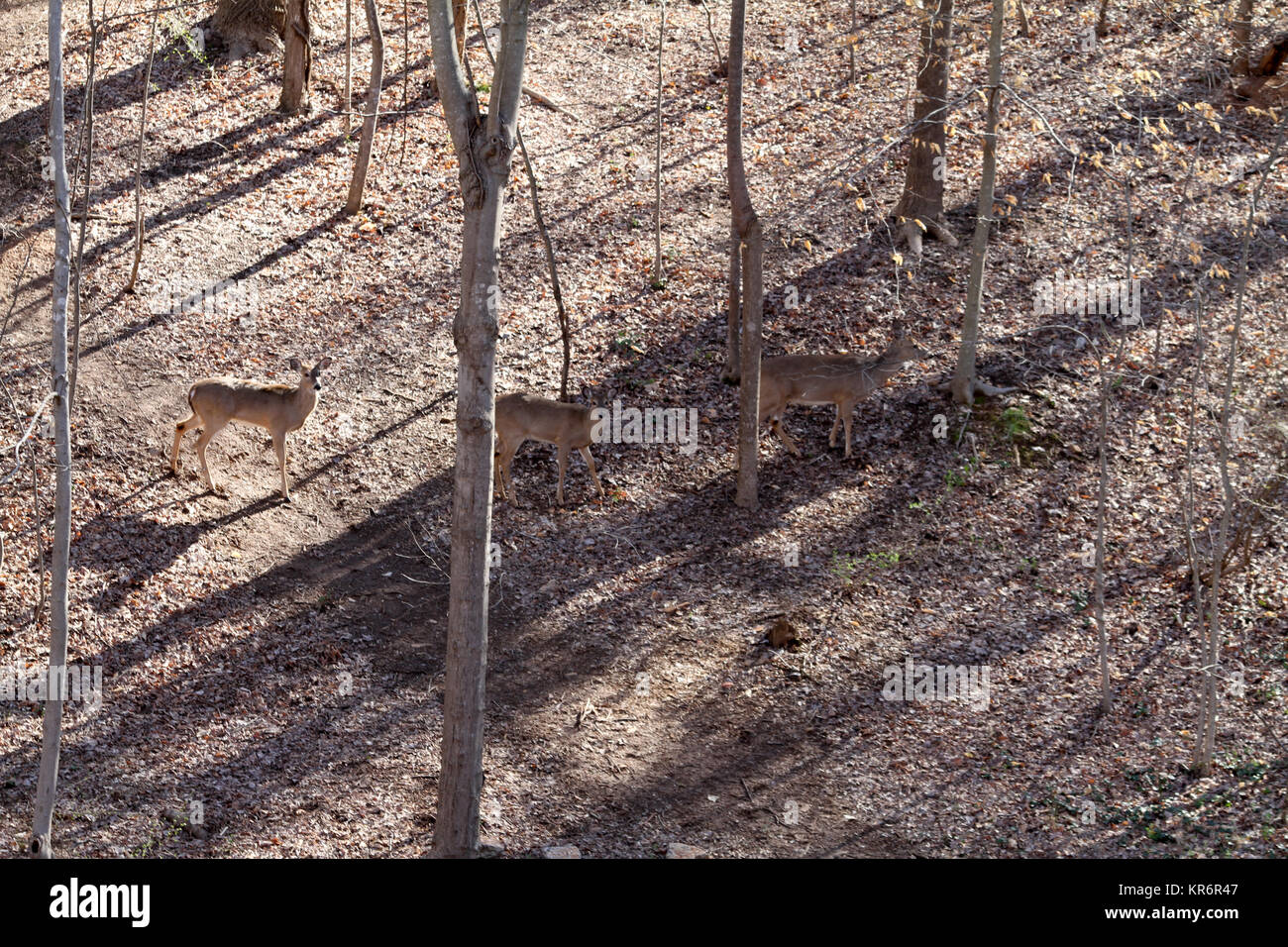 Virginia, USA. Three deer in the woods Stock Photo - Alamy