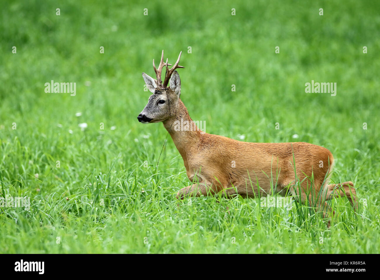 Roebuck does ricke hi-res stock photography and images - Alamy