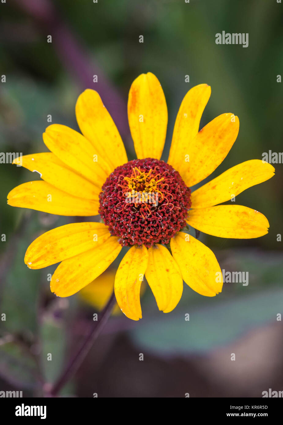 Rudbeckia fulgida 'Goldstrum' orange coneflower in full bloom Stock ...