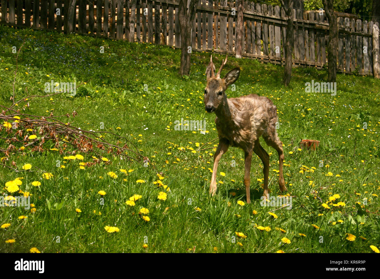 Wild deer in romania hi-res stock photography and images - Alamy