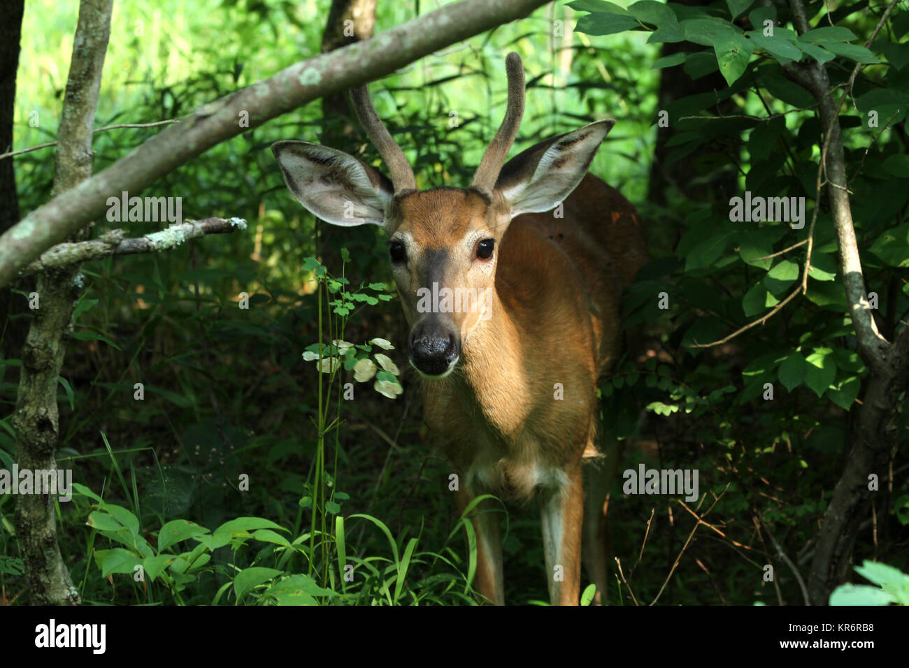 Male deer in Virginia, USA Stock Photo - Alamy