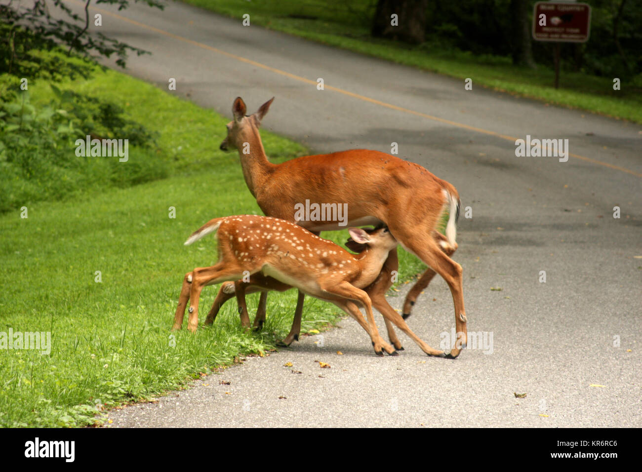 Two Baby Deer With Their Mother