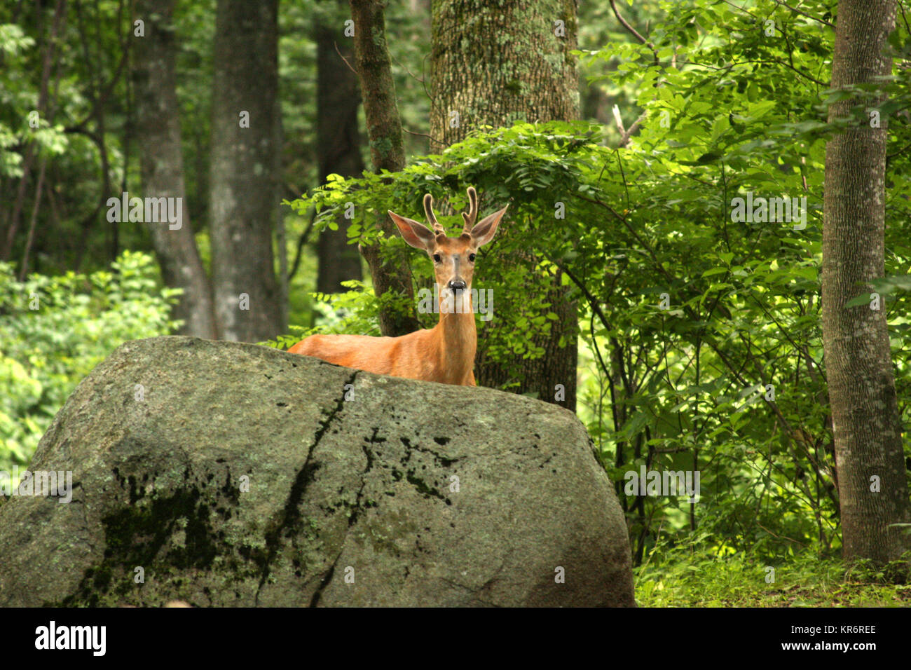 Male deer in Virginia Stock Photo - Alamy