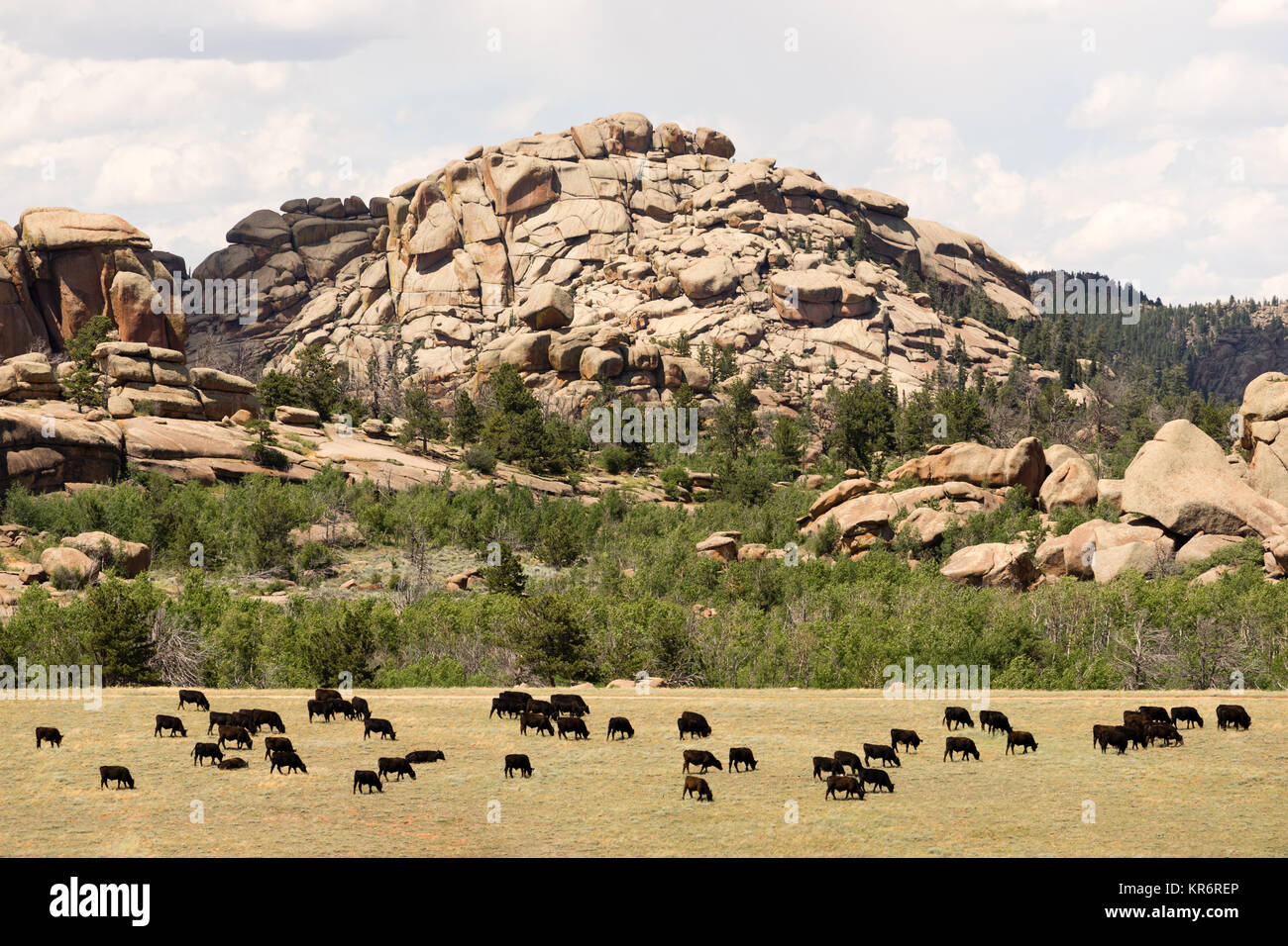 Wyoming Cattle Ranch Livestock Cows Beef Farm Rock Butte Stock Photo ...