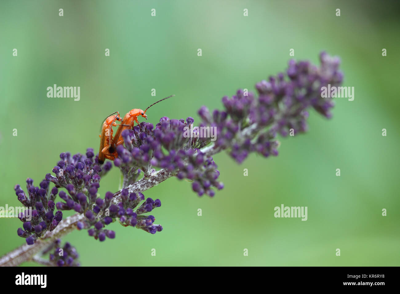 insects - pairing Stock Photo - Alamy