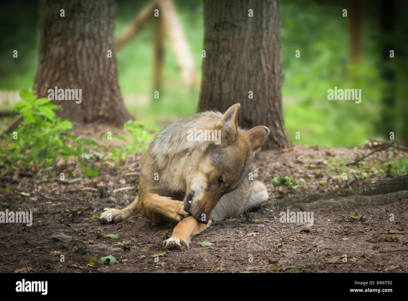 Wolf tree hi-res stock photography and images - Alamy
