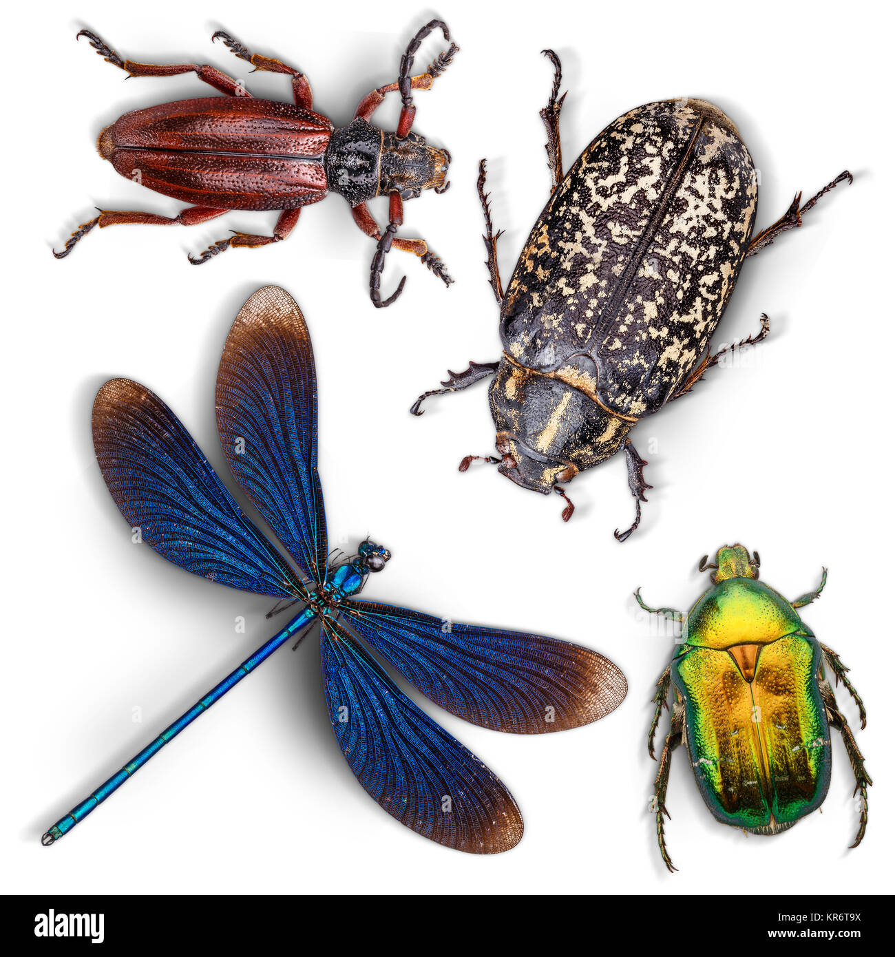 Set of insects Stock Photo - Alamy