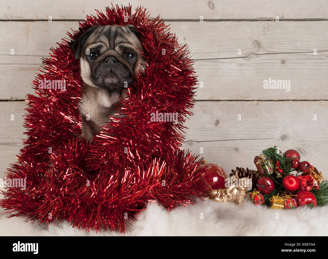 cute Christmas pug puppy dog decorated with tinsel, sitting down on ...