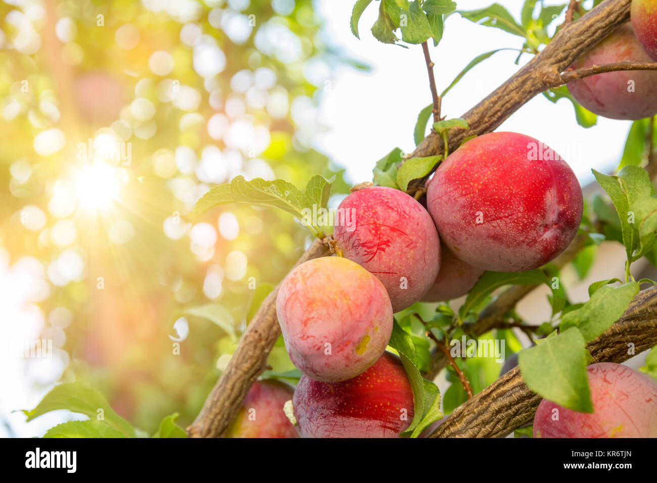 Plum tree and fruits hi-res stock photography and images - Alamy