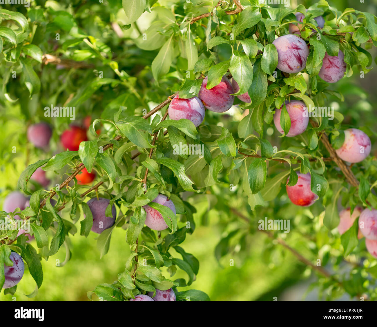 Plum tree with fruits Stock Photo - Alamy