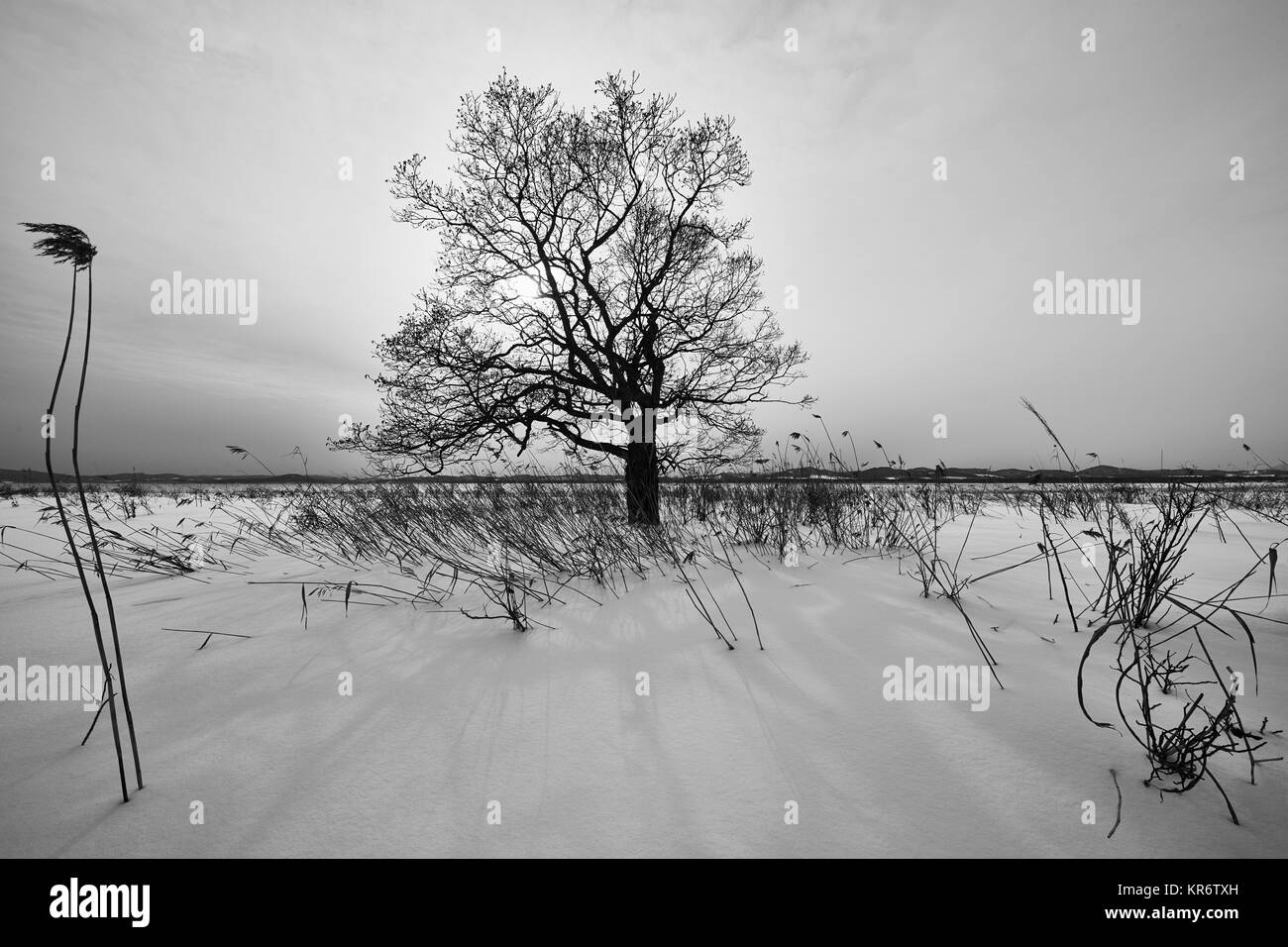 Snow-covered winter landscape with solitary tree in the mid-distance ...