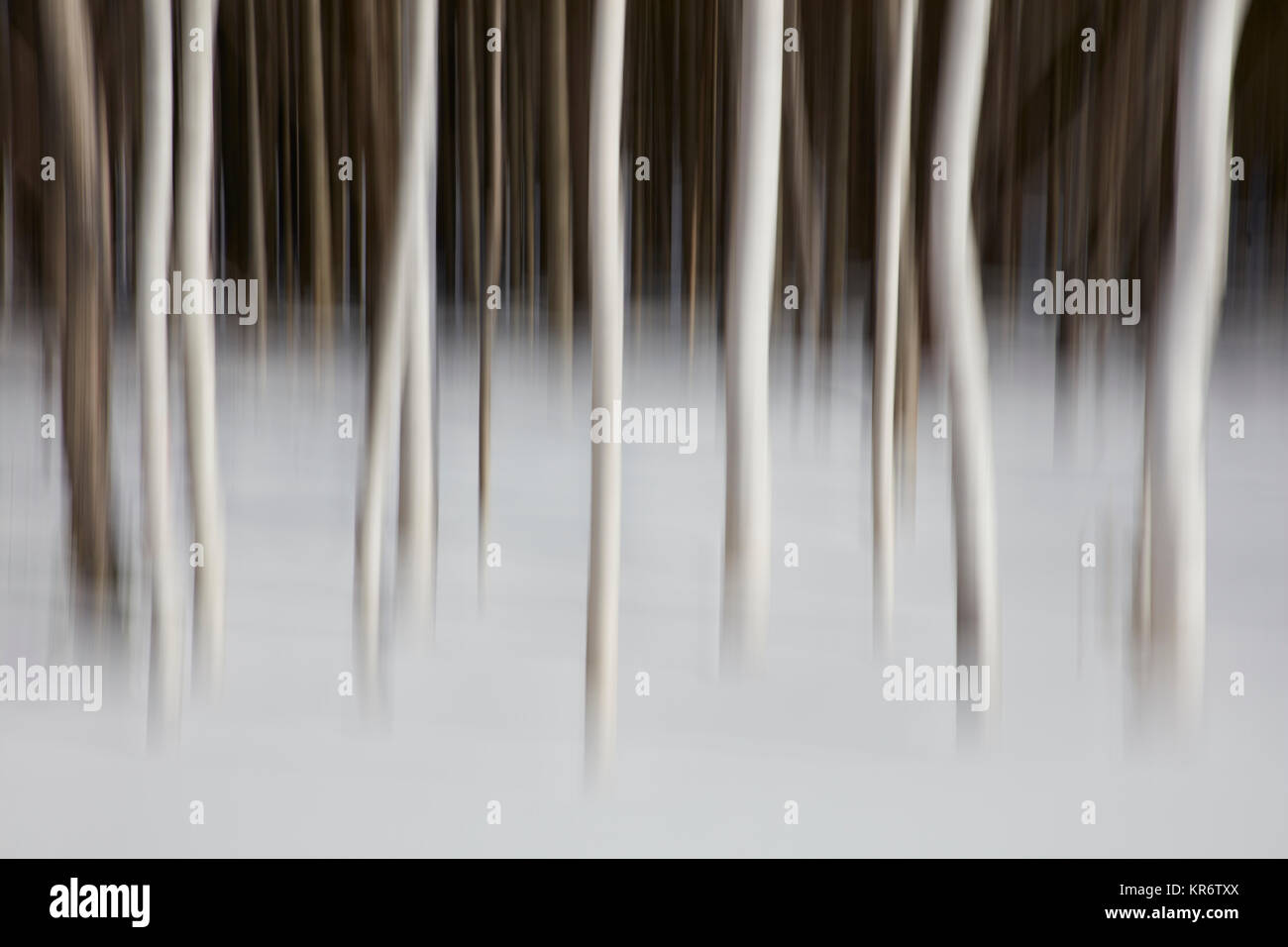 Long exposure of thin tree trunks in a forest in winter Stock Photo - Alamy