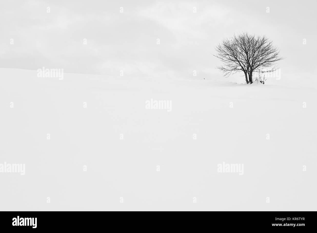 Snow-covered winter landscape with solitary tree in the distance, Biei ...