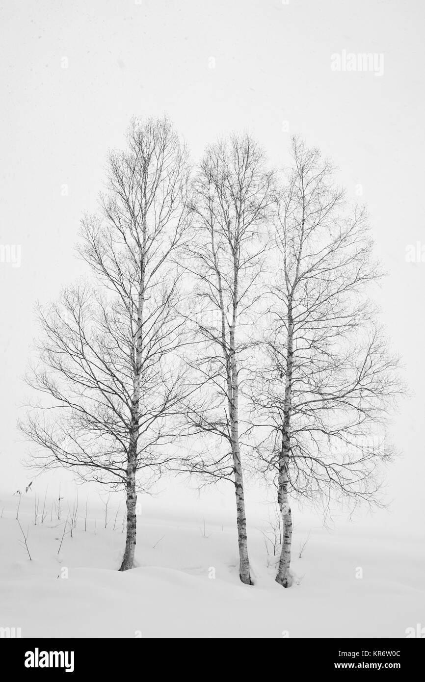 Snow-covered winter landscape with three trees, Biei Stock Photo - Alamy