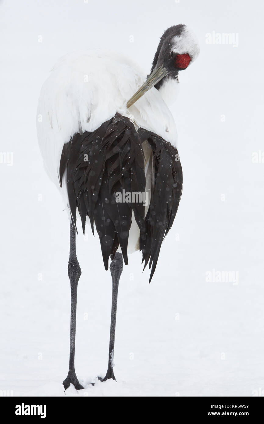 Red-Crowned Cranes (Grus japonensis) standing in the snow in winter ...