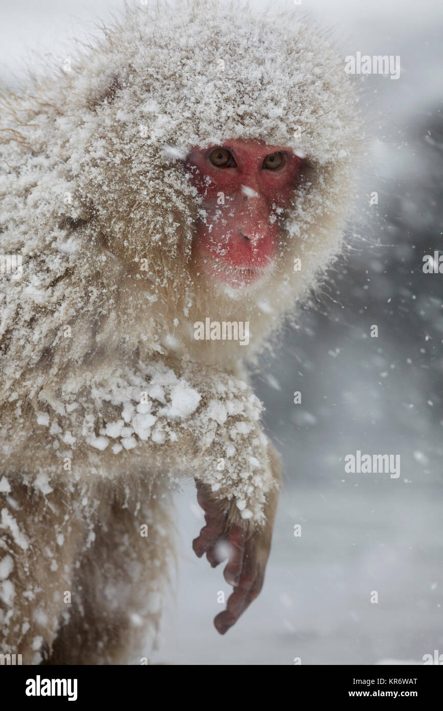 Japanese Macaque (Macaca fuscata) in the winter snow Stock Photo - Alamy