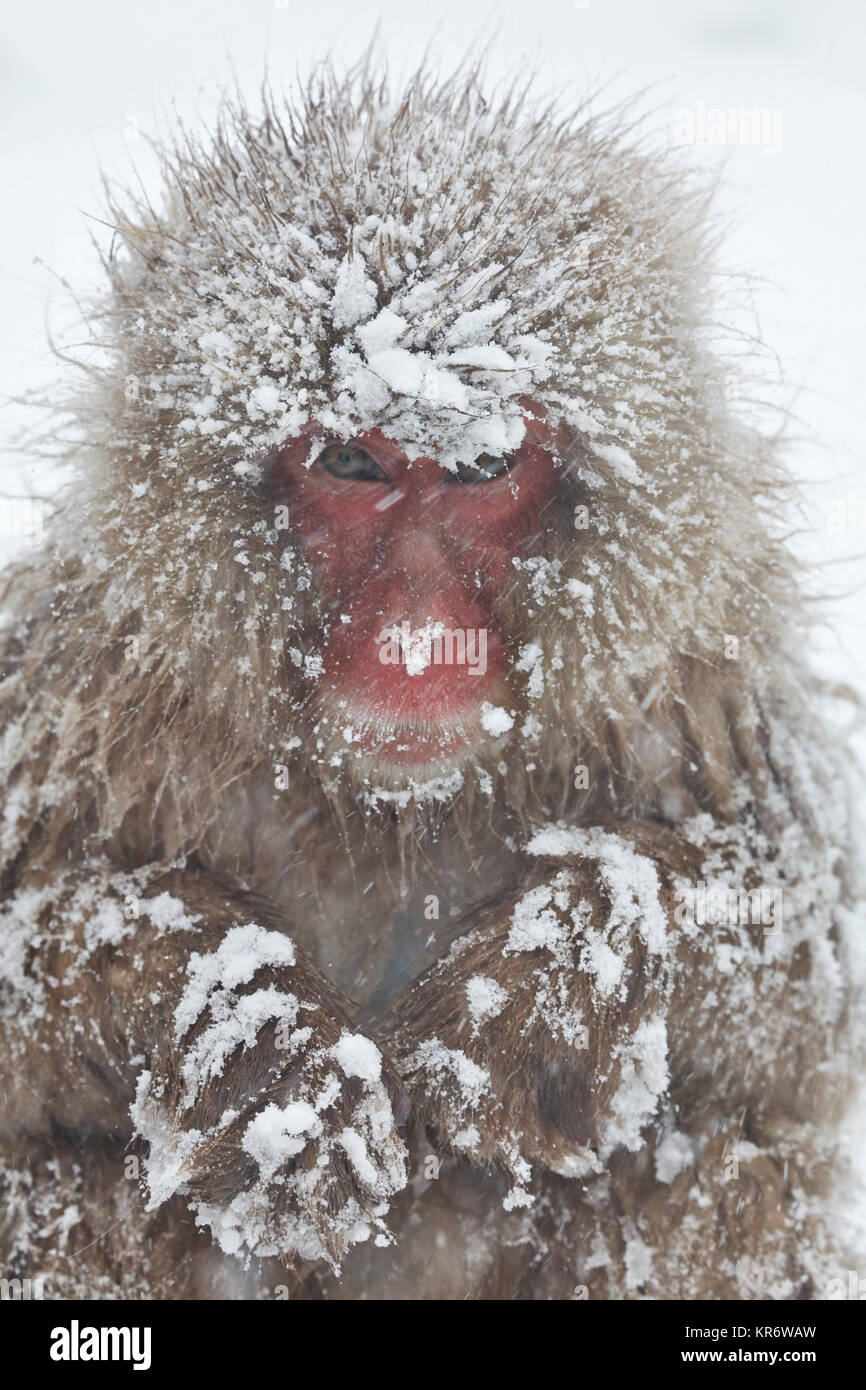 Japanese Macaque (Macaca fuscata) in the winter snow Stock Photo - Alamy
