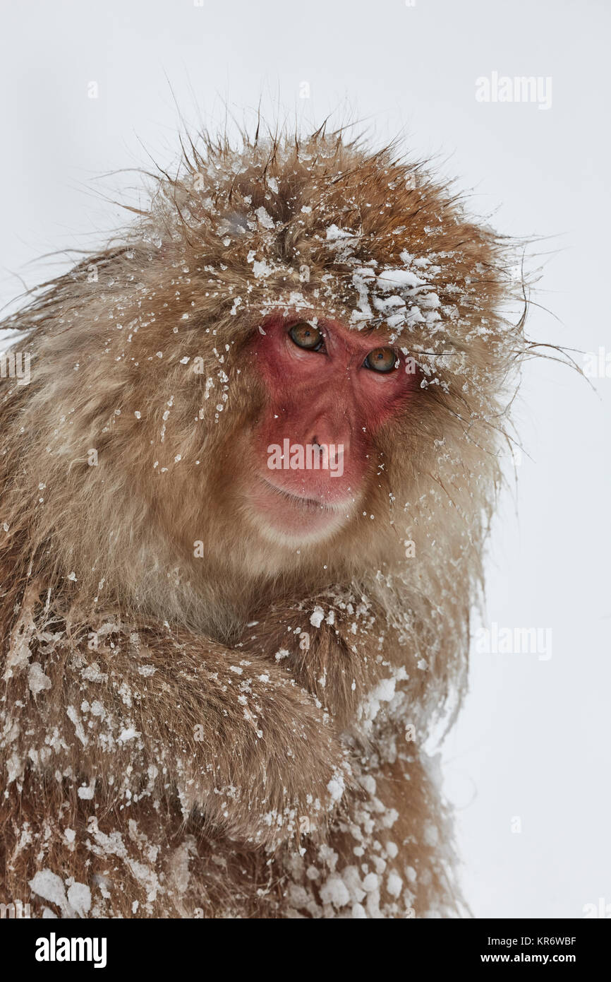 Japanese Macaque (Macaca fuscata) in the winter snow Stock Photo - Alamy