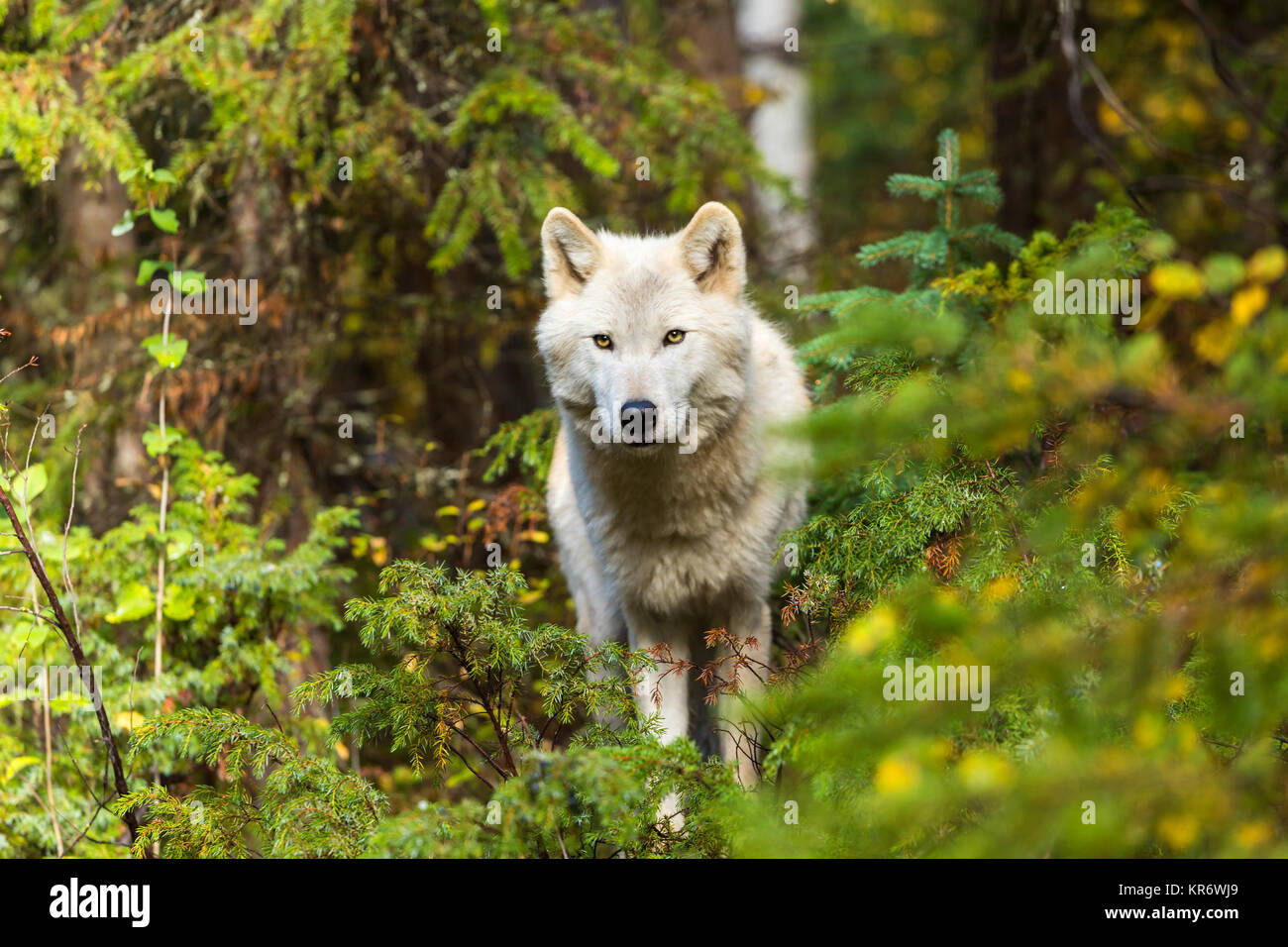 Wolf front view hi-res stock photography and images - Alamy