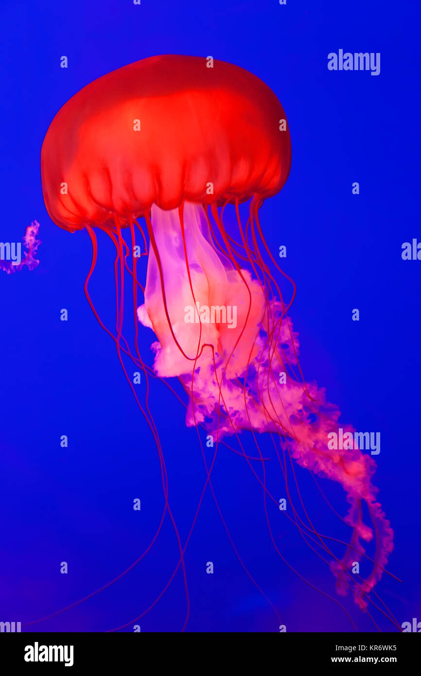 Bright red Pacific Sea Nettle Jellyfish in an aquarium, bright blue ...