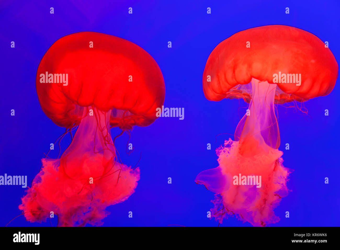 Bright red Pacific Sea Nettle Jellyfish in an aquarium, bright blue ...