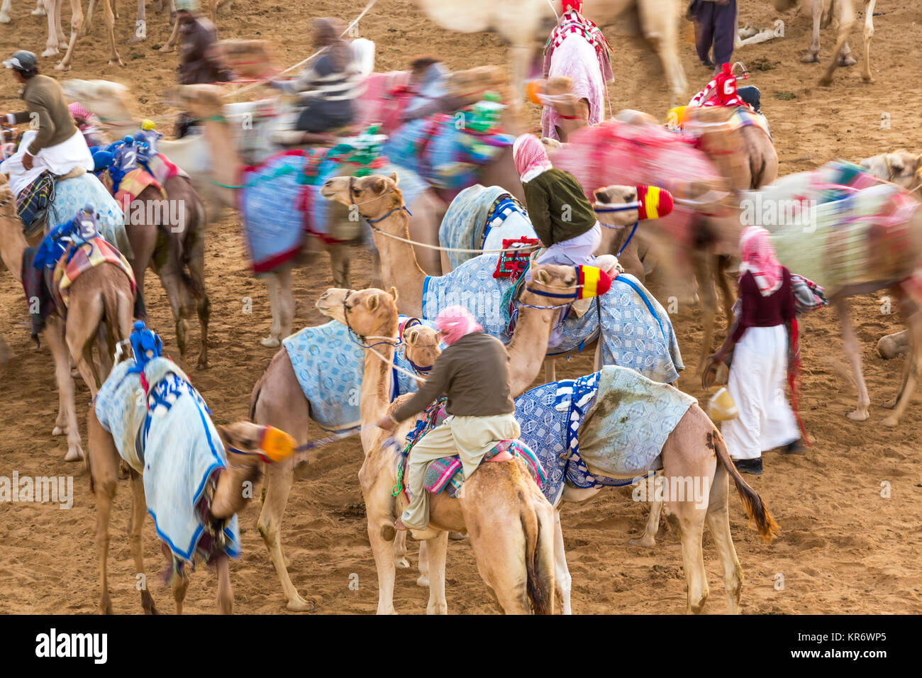 Colourful camels hi-res stock photography and images - Alamy