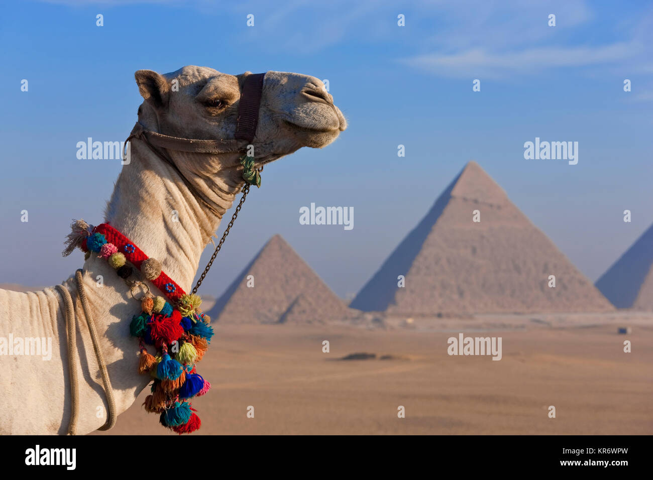 Camel in the desert with the three pyramids in the Giza pyramid complex ...