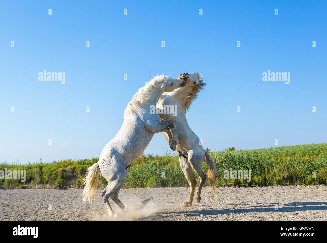 White horse rearing hi-res stock photography and images - Alamy