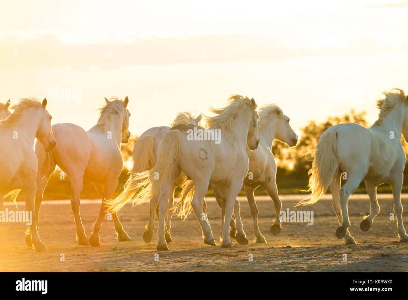 Real Horses Running In The Sunset