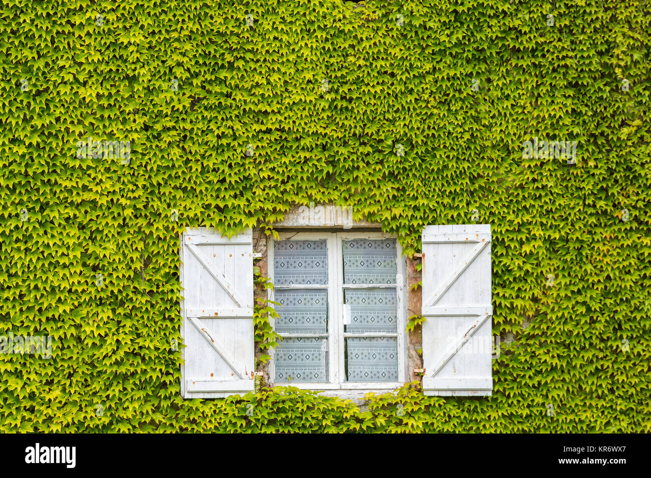 House wall covered in ivy, window with white old wooden shutters Stock ...