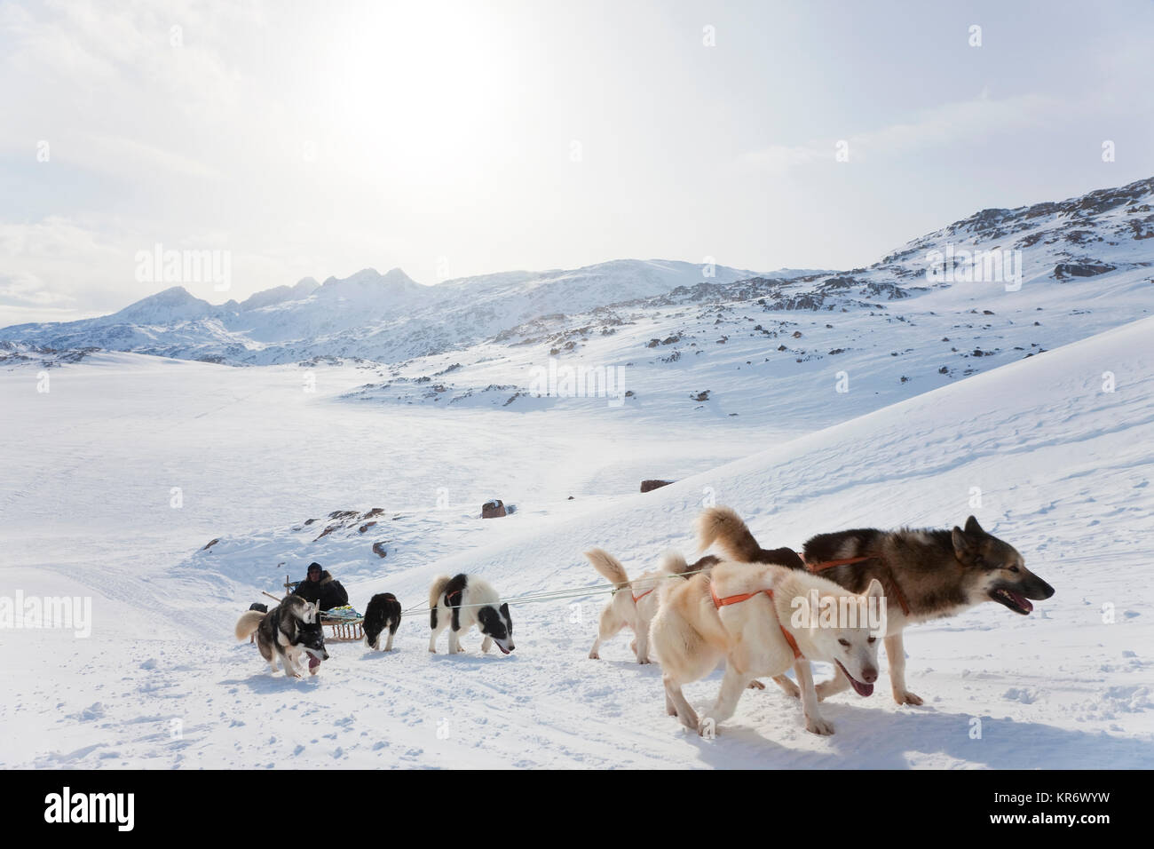 Huskies pulling hi-res stock photography and images - Alamy