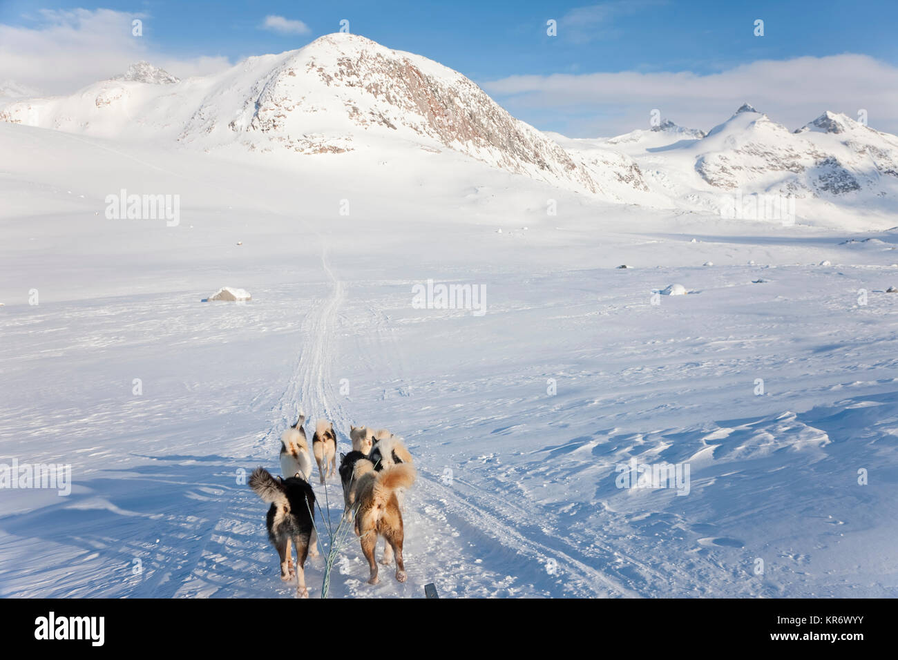 Winter landscape with pack of Huskies pulling a sledge Stock Photo - Alamy