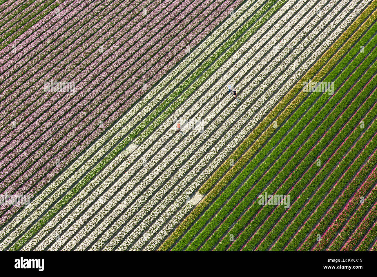 Aerial view of rows of colourful fields of tulips Stock Photo - Alamy