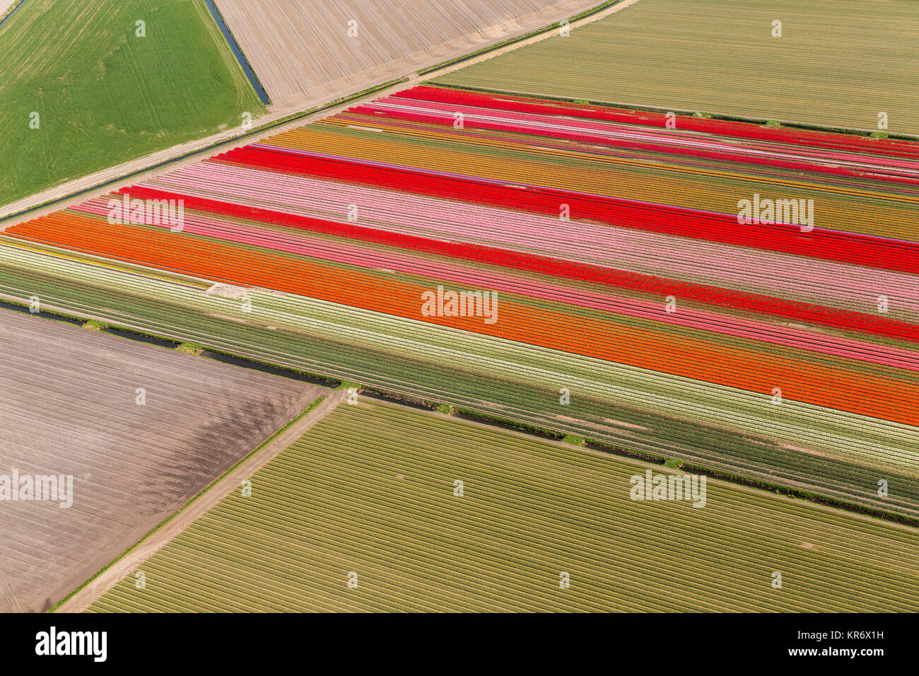 Aerial view of rows of colourful fields of tulips Stock Photo - Alamy